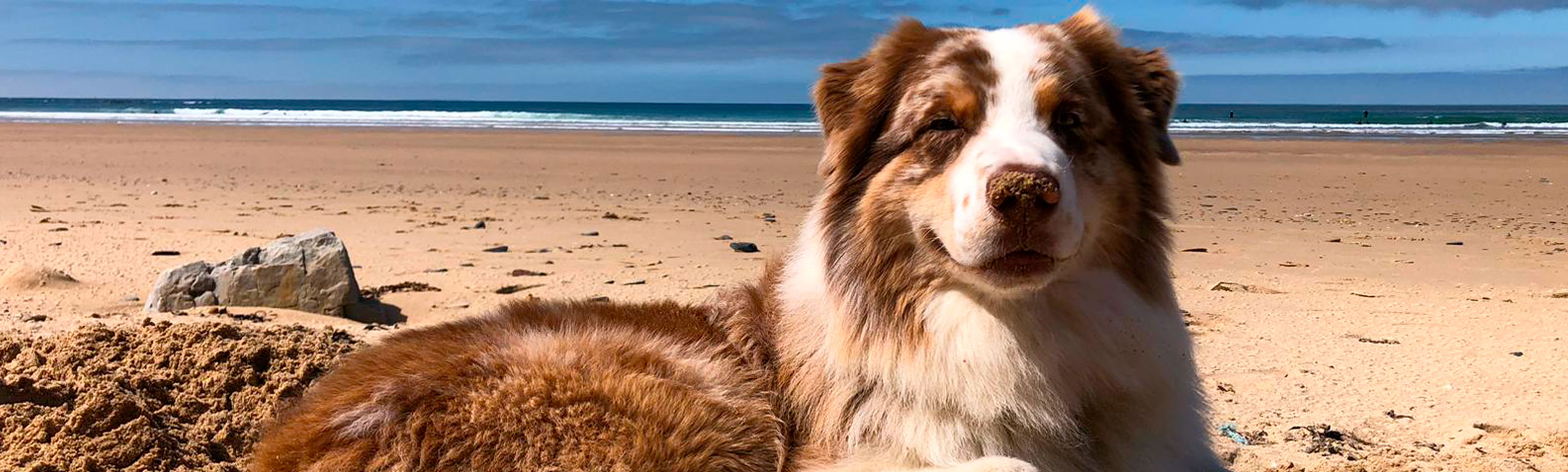 Peps Ovation - Peps Ovation